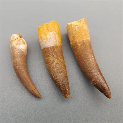 Fossil Plesiosaur 3 Teeth Nice Set Plesiosaurus Catawiki