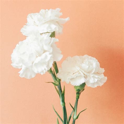 Carnation Color Meanings And Symbolism Guide Djflowers