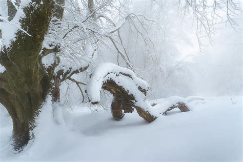 Dragon Kneeling Ii Photograph By Jesus Concepcion Alvarado Fine Art