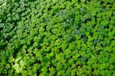 Best Ground Cover Plants For Full Sun 15 Options Home Cadet