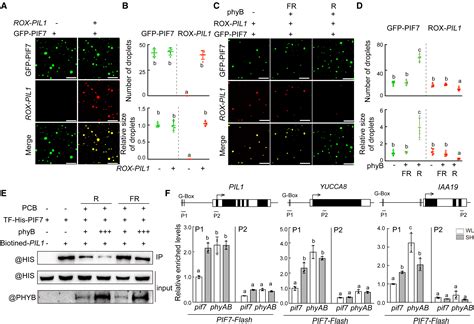 Phytochrome B Inhibits The Activity Of Phytochrome Interacting Factor 7
