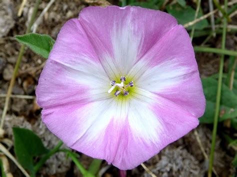 Field Bindweed Texas At Dennis Raleigh Blog