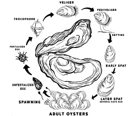 Oysters North Carolina Coastal Federation