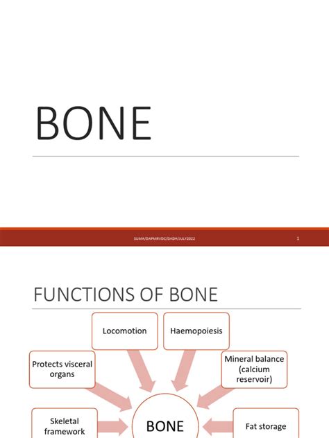 Alveolar Bone Notes Pdf Osteoblast Bone