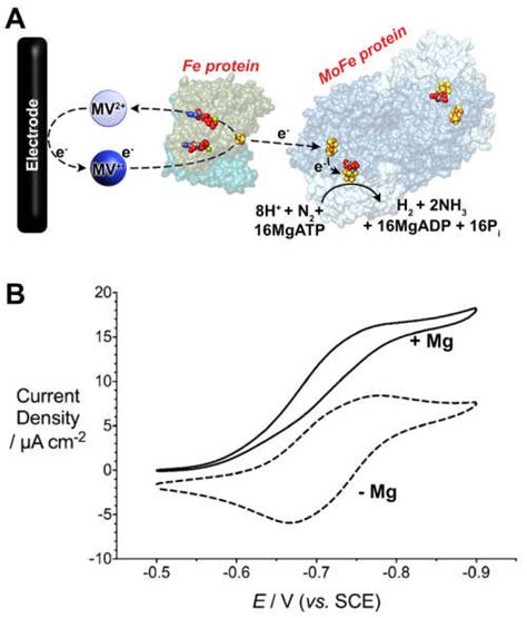 A Bioelectrocatalytic Dinitrogen N2 Fixation By Mo Dependent