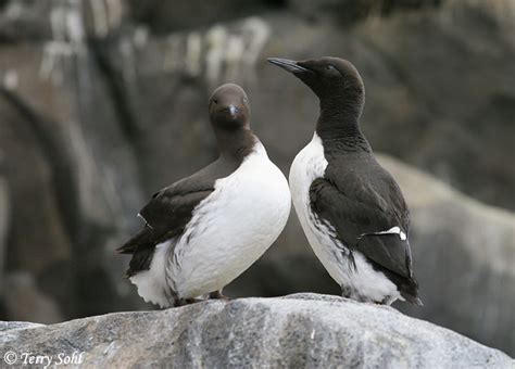 Common Murre Species Information And Photos