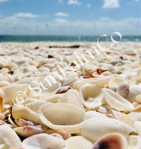 Seashell Beach Print Coastal Wall Art Digital Download Etsy