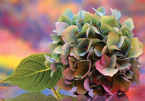 Hydrangea Troubleshooting Floralife