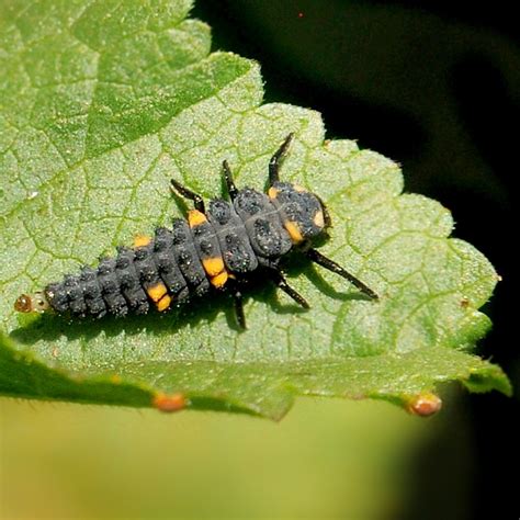 Ladybird Larvae Stages The 4 Ladybug Life Cycle Stages With Photos