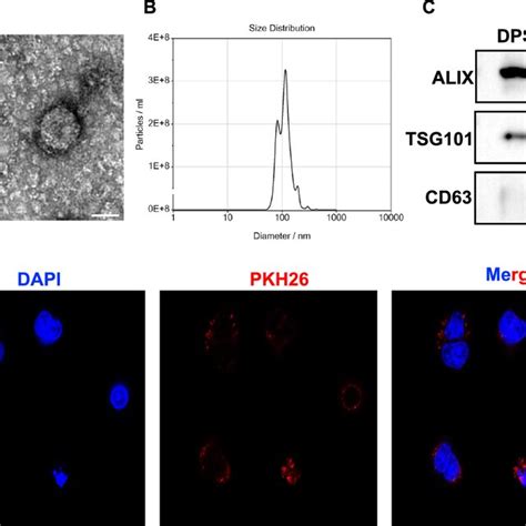 Isolation And Characterization Of Dpscs Cell Sheet Released Download Scientific Diagram