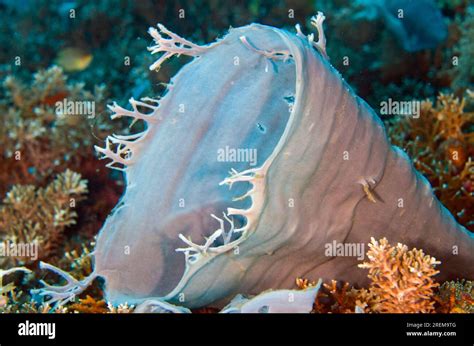 Sponge Porifera Phylum Napolean Reef Dive Site Pemuteran Buleleng