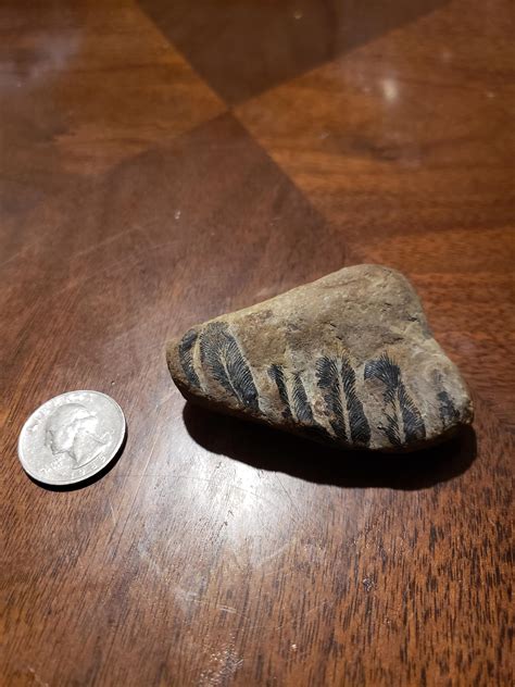 Feathers Fossil Fossilid