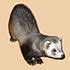 Melogale Cucphuongensis — Wikipédia