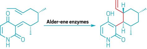 Alder Ene Catalyzing Enzymes Discovered