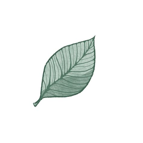 Leaf Veins Png Picture Multi Vein Leaf Decorative Pattern Leaf Plant