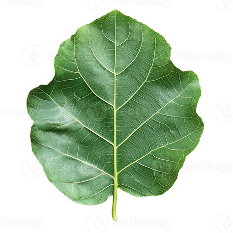 Glossy Fig Leaf With Distinct Lobes And Intricate Veins 53345116 Png