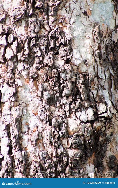 Textured And Peeling Tree Bark Repeating Pattern Stock Image Image Of Macro Closeup 120352299