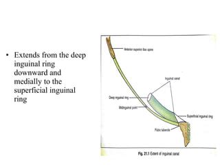 Anatomy Of Inguinal Canal Dr Nesar Ahmad Ppt