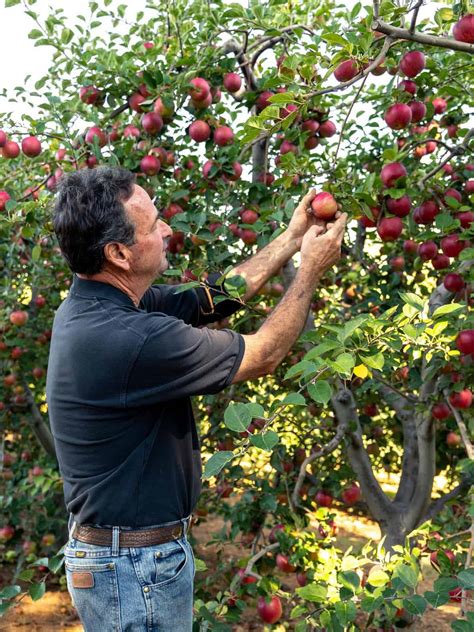 Apple Ridge Farms U Pick Apple Farm California Grown
