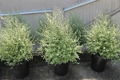 Pittosporum Tenuifolium Silver Sheen Pittosporum Silver Sheen