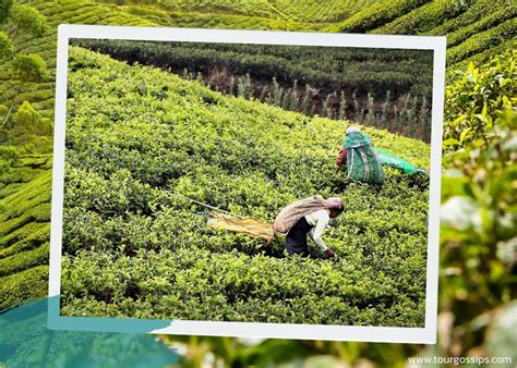 Tea Cultivation In Sri Lanka