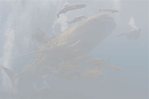 Best Diving Insurance Program By Diveassure