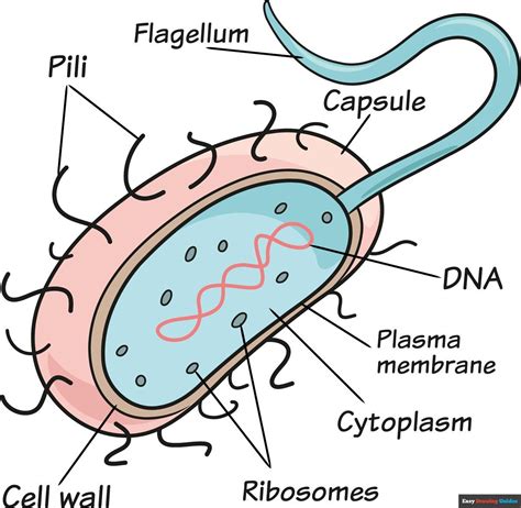 How To Draw Bacteria Easy Drawings Prokaryotic Cell Simple Line