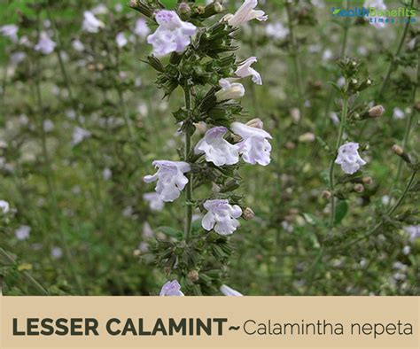 Lesser Calamint Facts And Health Benefits