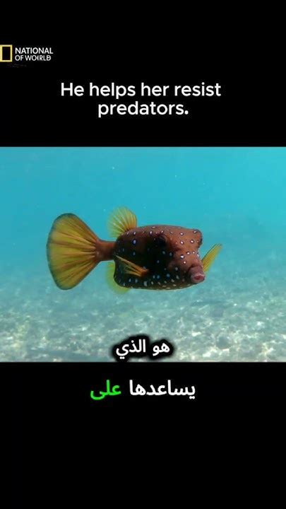 سمكة الصندوق السمك الاسماك الأسماك الحياة تحت الماء الحياة البحرية Youtube