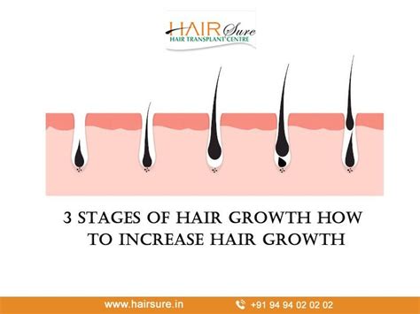 How To Increase Hair Growth Cycle At Bambi Foust Blog