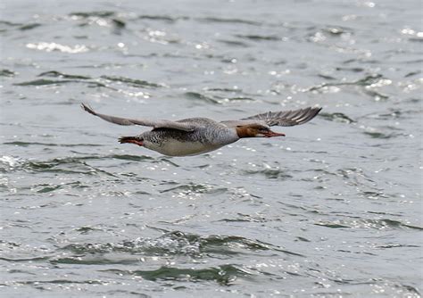 イメージビュー By Rara