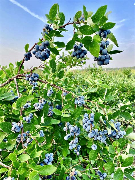 Nanas Blueberry Farm