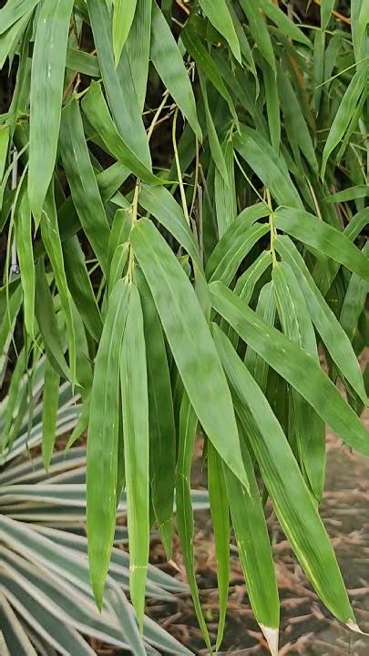 台灣路邊花草：長枝竹：竹子嘎嘎響，老家後院一大叢，晚上不敢經過，因為會喀喀作響，嚇死了！ 別名桶仔竹、鱟腳綠，為禾本科簕竹屬下的一個種，是台灣特有竹種 Youtube