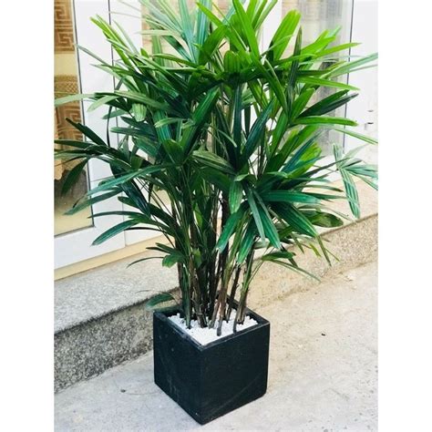Cây Mật Cật Cây Nội Thất Văn Phòng Hoa Kiểng Phúc Lộc