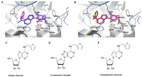 Determination Of Kinetin Riboside Analogues Featuring Similar Affinity