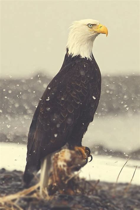 Aigle Royale Bald Eagle Eagle Beautiful Birds