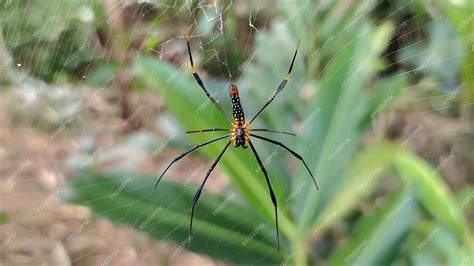 Premium Photo Close Up Of Nephila Pilipes Spider Is A Species Of Golden Orb Web Spider