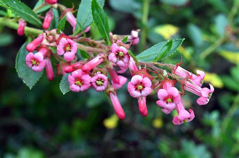 Escallonia Simpsons Nurseries Ltd