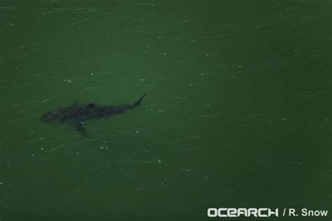 David Scribner Scribnerdavid Twitter