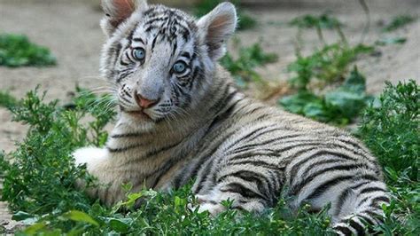 White Tiger Cubs Desktop Wallpapers Wallpaper Cave