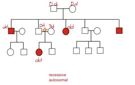 General Biology Ii Exam 3 Flashcards Quizlet