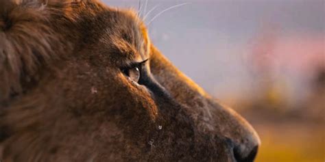 Mufasas Lion King Prequel Story Will Make You Root For The Wrong Character
