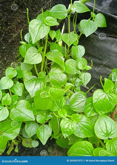 Peperomia Pellucida Or Known As Pepper Eldershining Bush Plantman To
