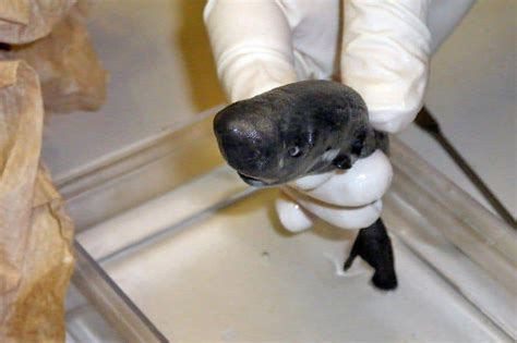 Cá Mập Bỏ Túi Loài Cá Mập Mới Siêu Nhỏ ở Vịnh Mexico