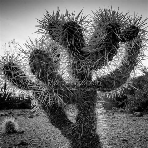 Cholla Cactus At Dusk Black And White