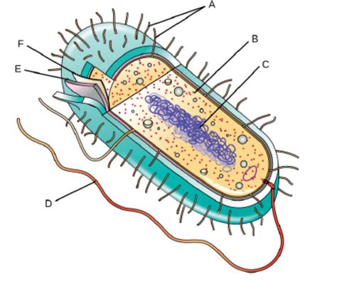 Ap Bio Unit 3 Prokaryote Parts Diagram Quizlet