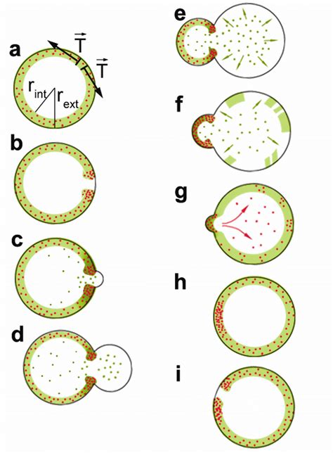 28 Représentation Schématique De La Formation De Blebs Montrant Les Download Scientific