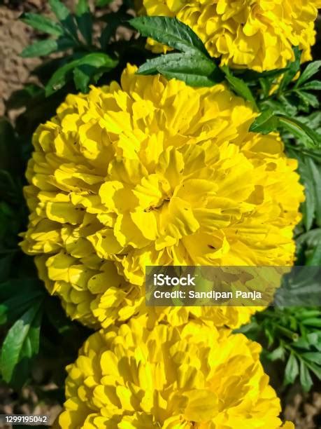 Tagetes Adalah Genus Tanaman Tahunan Atau Abadi Sebagian Besar Herba