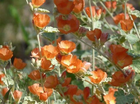 Desert Globe Mallow Sphaeralcea Ambigua Landscape Plants