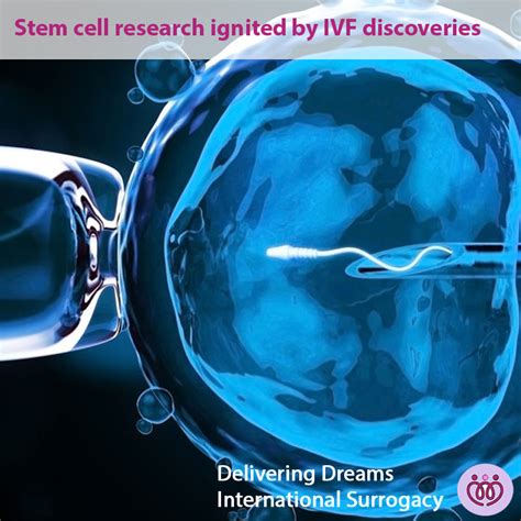 Ivf Paved The Way For Stem Cell Research Delivering Dreams